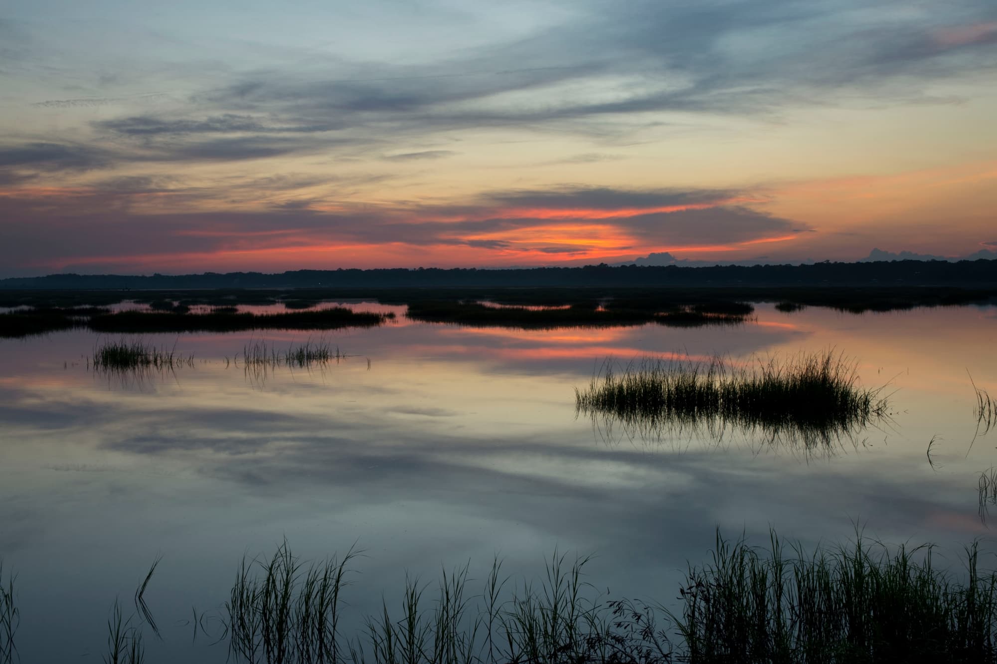 Charles River Horseshoe Crab Conservation Efforts