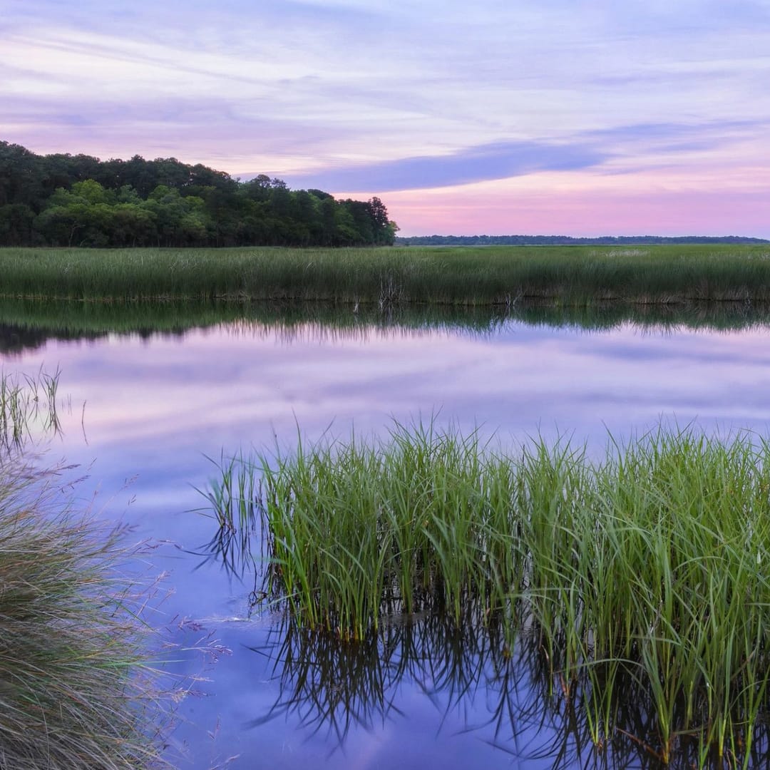 Charles River Horseshoe Crab Conservation Efforts